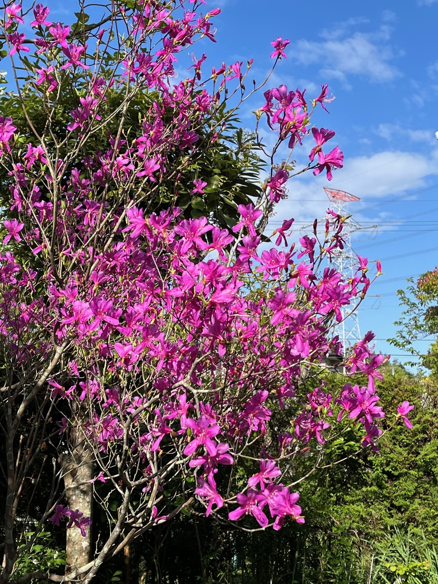 生活に浸透するAI(人工知能): 元我孫子市議会議員 印南宏のブログ